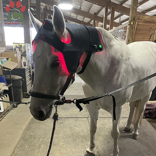 Supplier Of Equine Red Light Therapy Cap For Horse Poll Neck